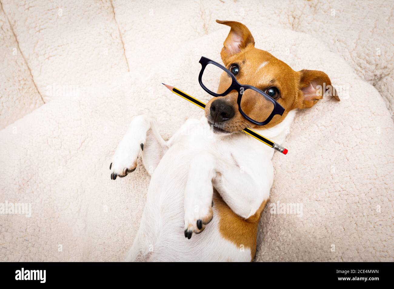 office worker boss dog Stock Photo - Alamy
