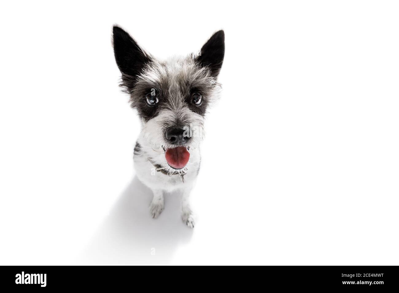 Wide angle view dog Cut Out Stock Images & Pictures - Alamy