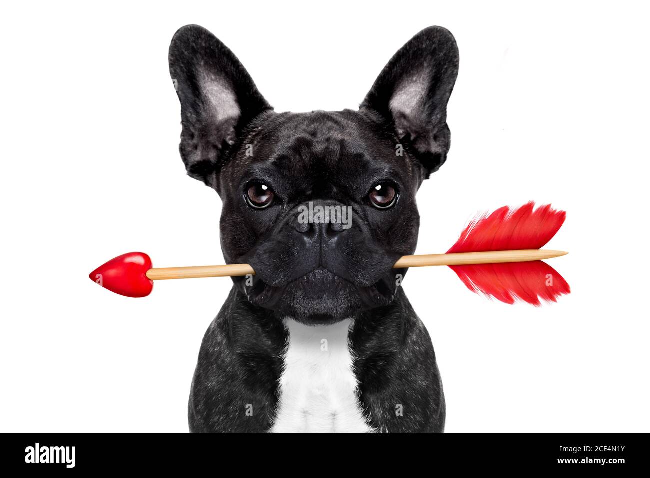 Dog arrow hi-res stock photography and images - Alamy