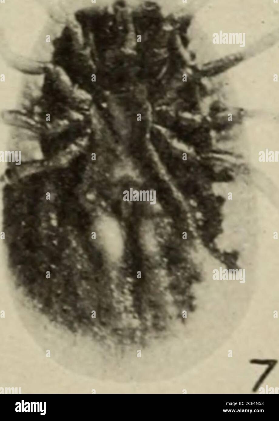 . The life history and bionomics of some North American ticks Stock ...