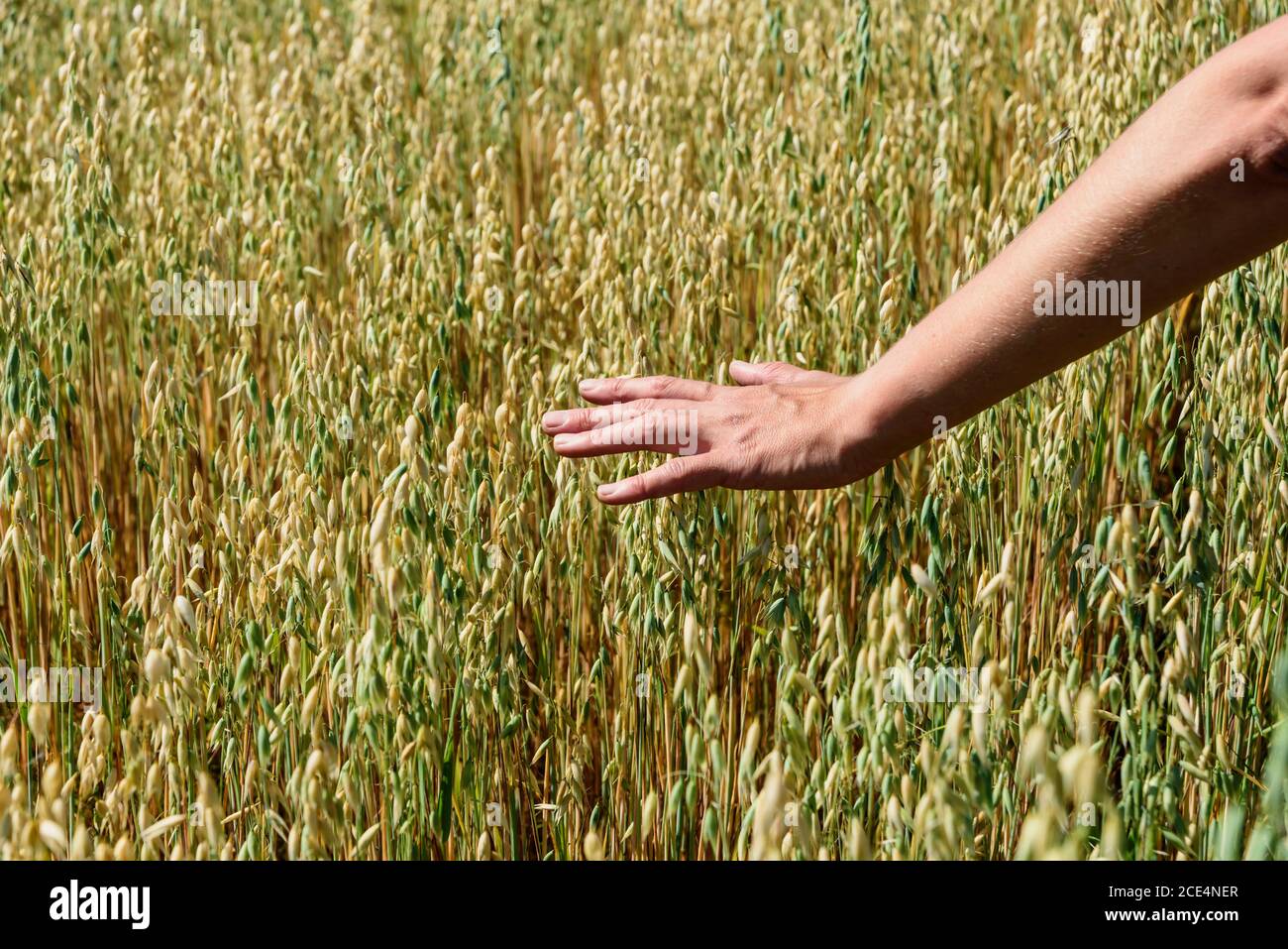 Wheat, barley, rye, and oats hi-res stock photography and images - Alamy