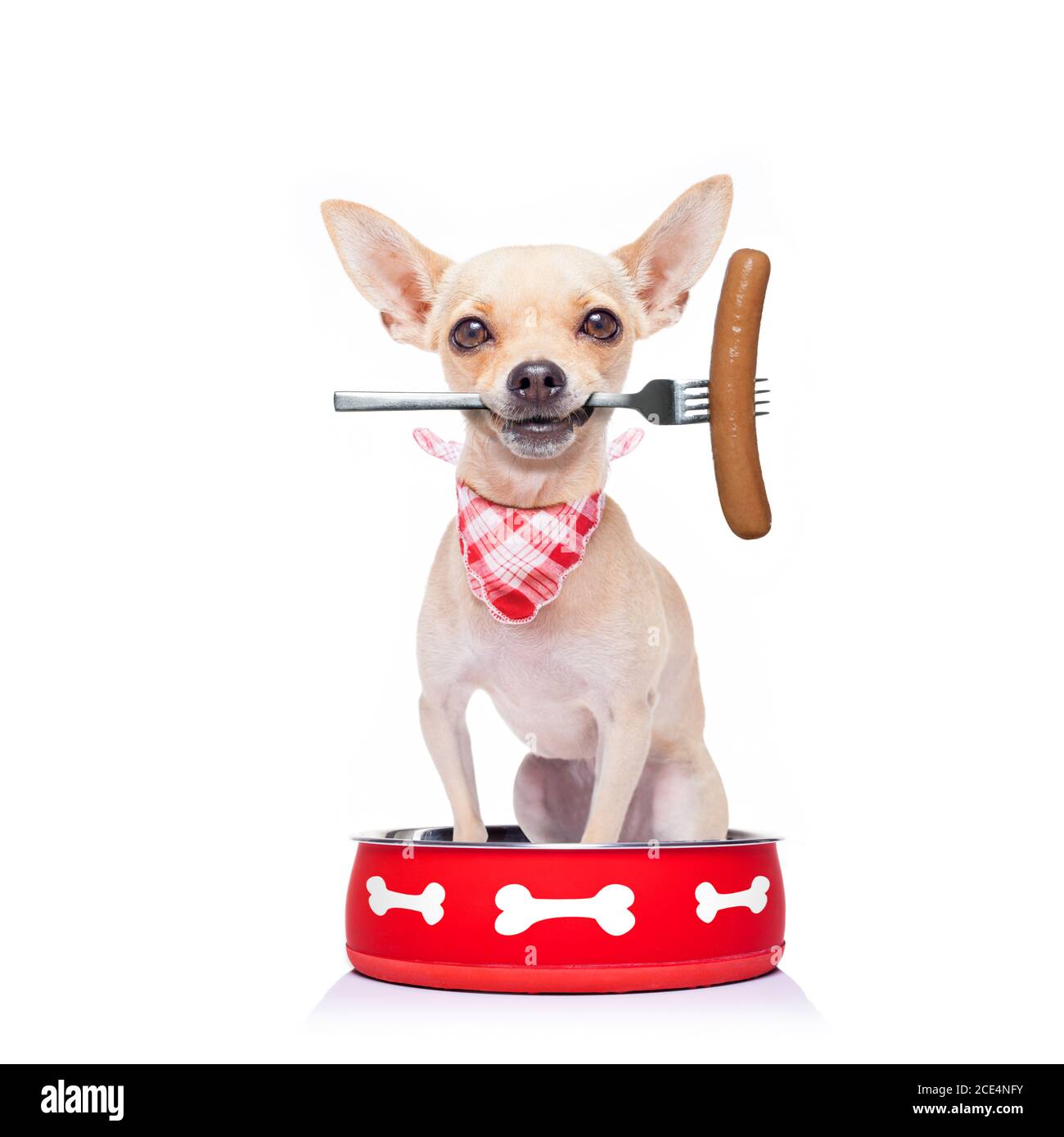 The inside of the mouth Cut Out Stock Images & Pictures - Alamy