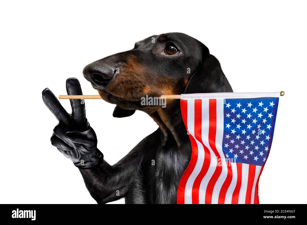 independence day 4th of july dog Stock Photo - Alamy