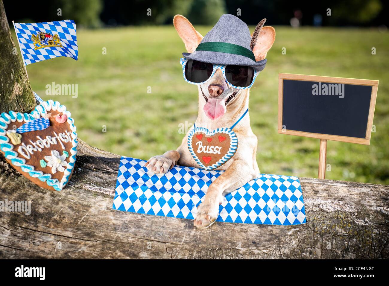 bavarian beer dog Stock Photo - Alamy