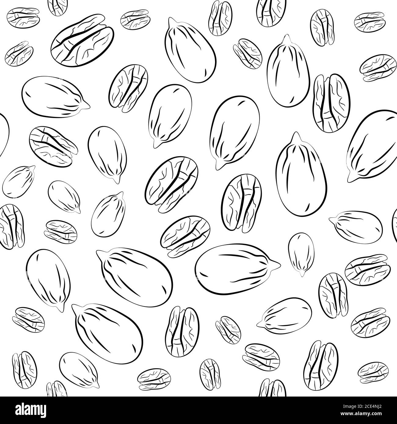 Pecan Vector illustration in hand drawn style Stock Vector Image & Art ...