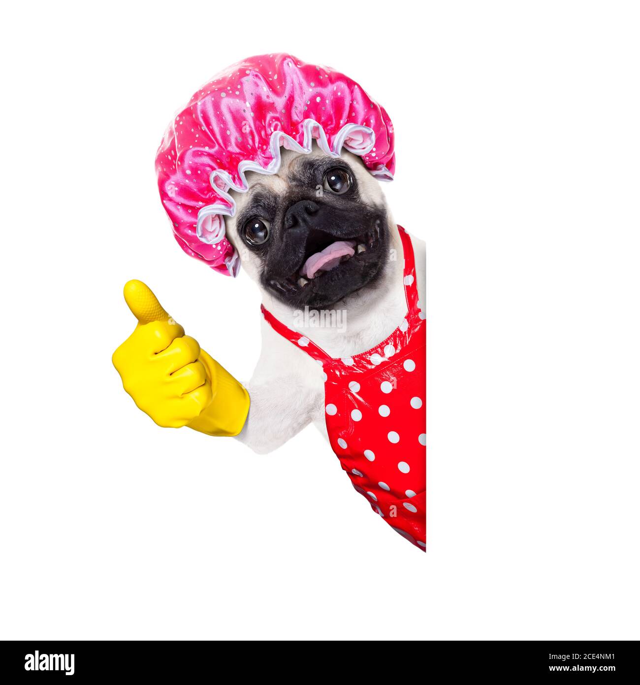Funny pet dog doing Cut Out Stock Images & Pictures - Alamy