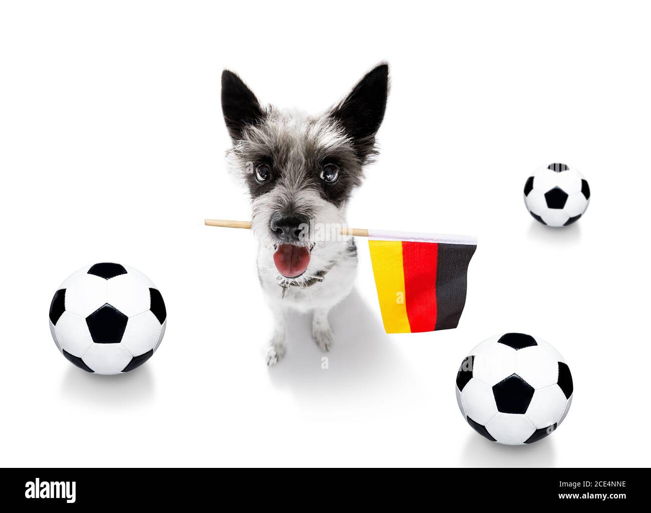 soccer football dog Stock Photo - Alamy