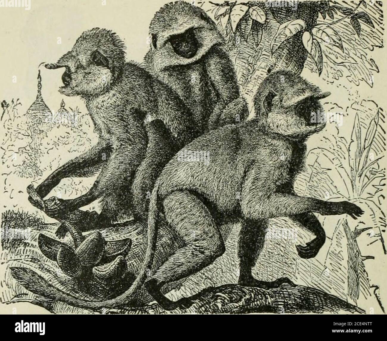 Vertebrae dolphin hi-res stock photography and images - Alamy