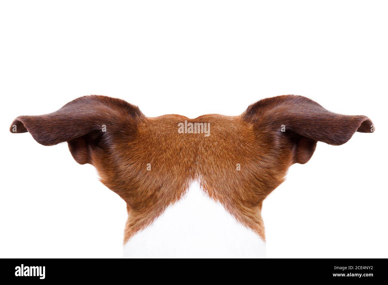 dog from behind back Stock Photo - Alamy
