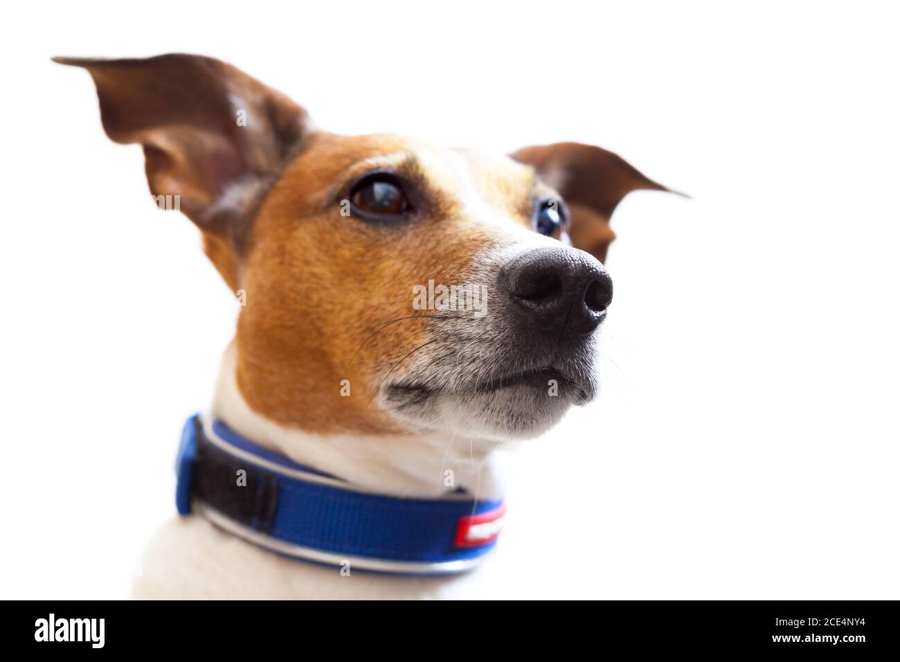 jack russell portrait Stock Photo - Alamy