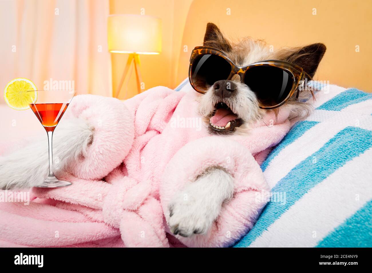 dog spa wellness salon Stock Photo - Alamy