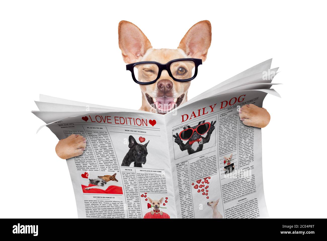 dog reading newspaper Stock Photo - Alamy