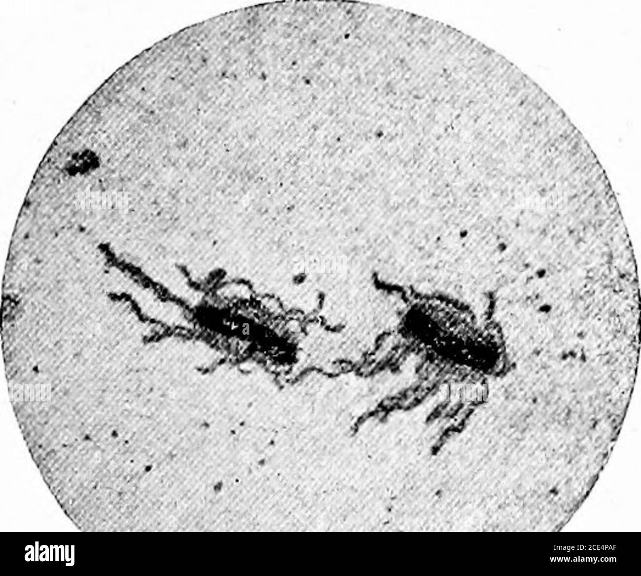 Polar flagellum Black and White Stock Photos & Images - Alamy