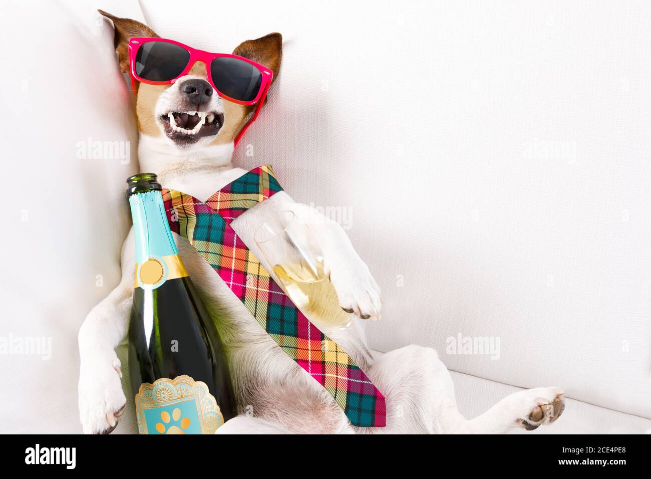 drunk hangover dog Stock Photo - Alamy