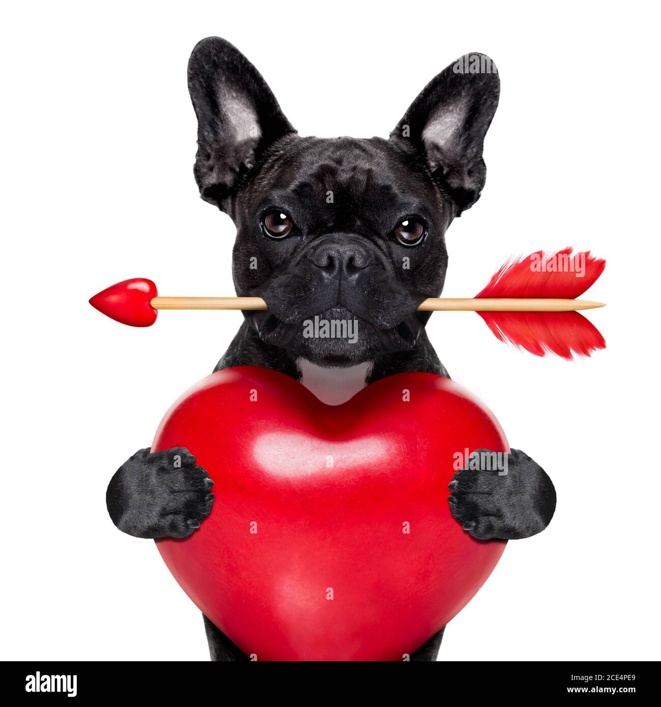 Dog arrow hi-res stock photography and images - Alamy