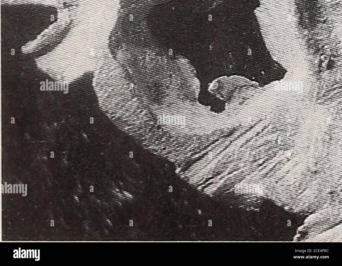 . Annals of the South African Museum = Annale van die Suid-Afrikaanse ...