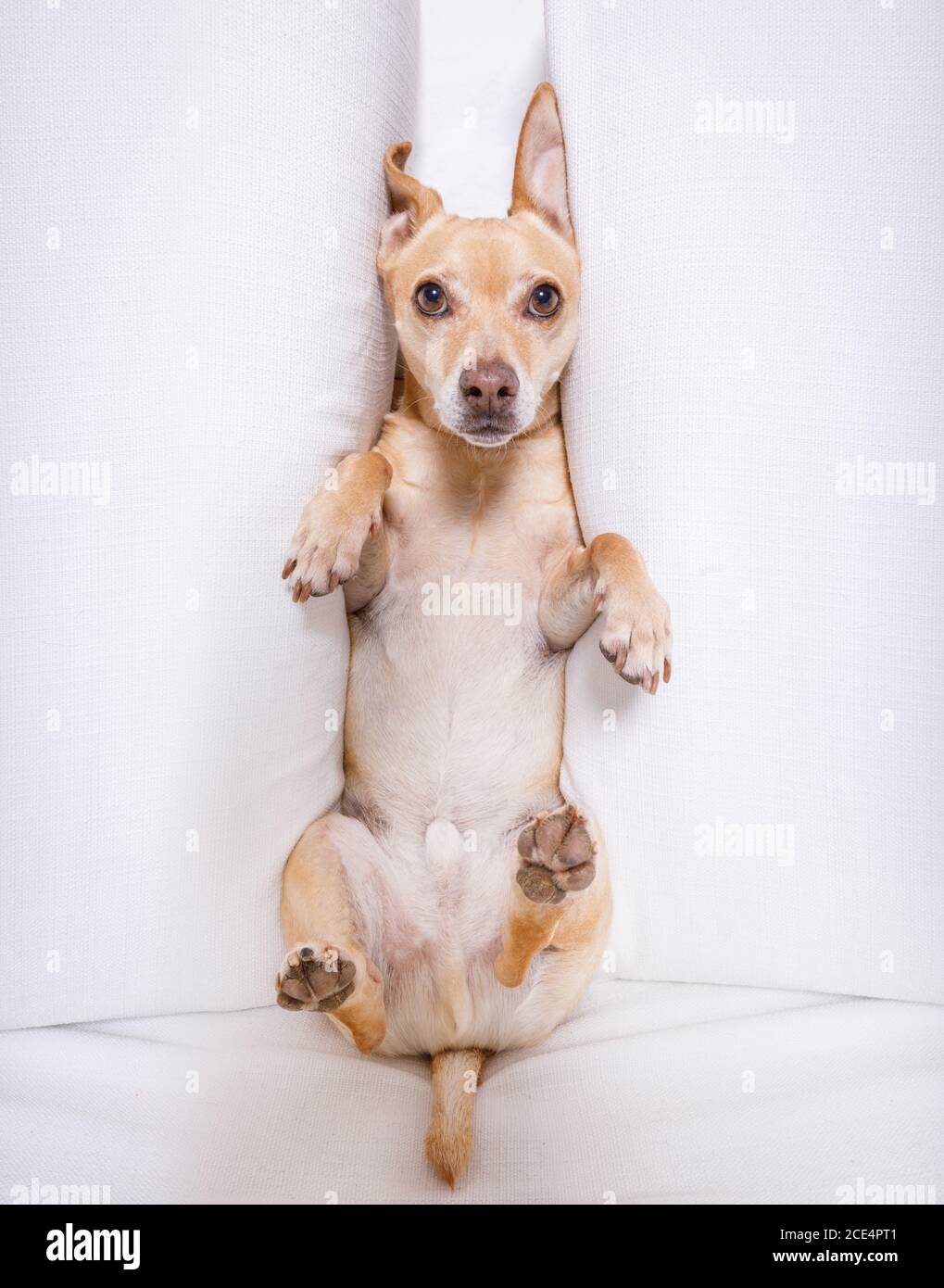 burnout dog under pressure Stock Photo - Alamy