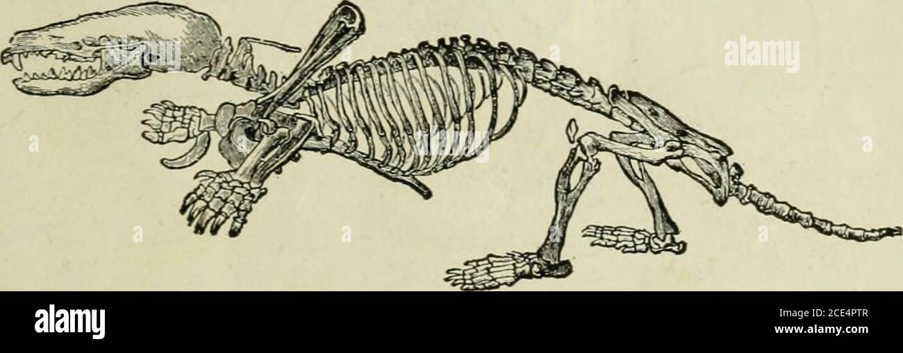 . Beginners' Zoology . Fig. 367. — The MoL.E. ?, mals (the bats) fly ...