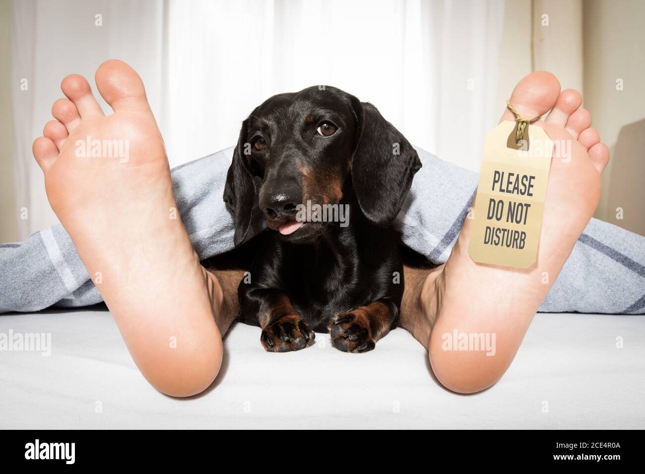 Man sleeping in dog bed hi-res stock photography and images - Alamy