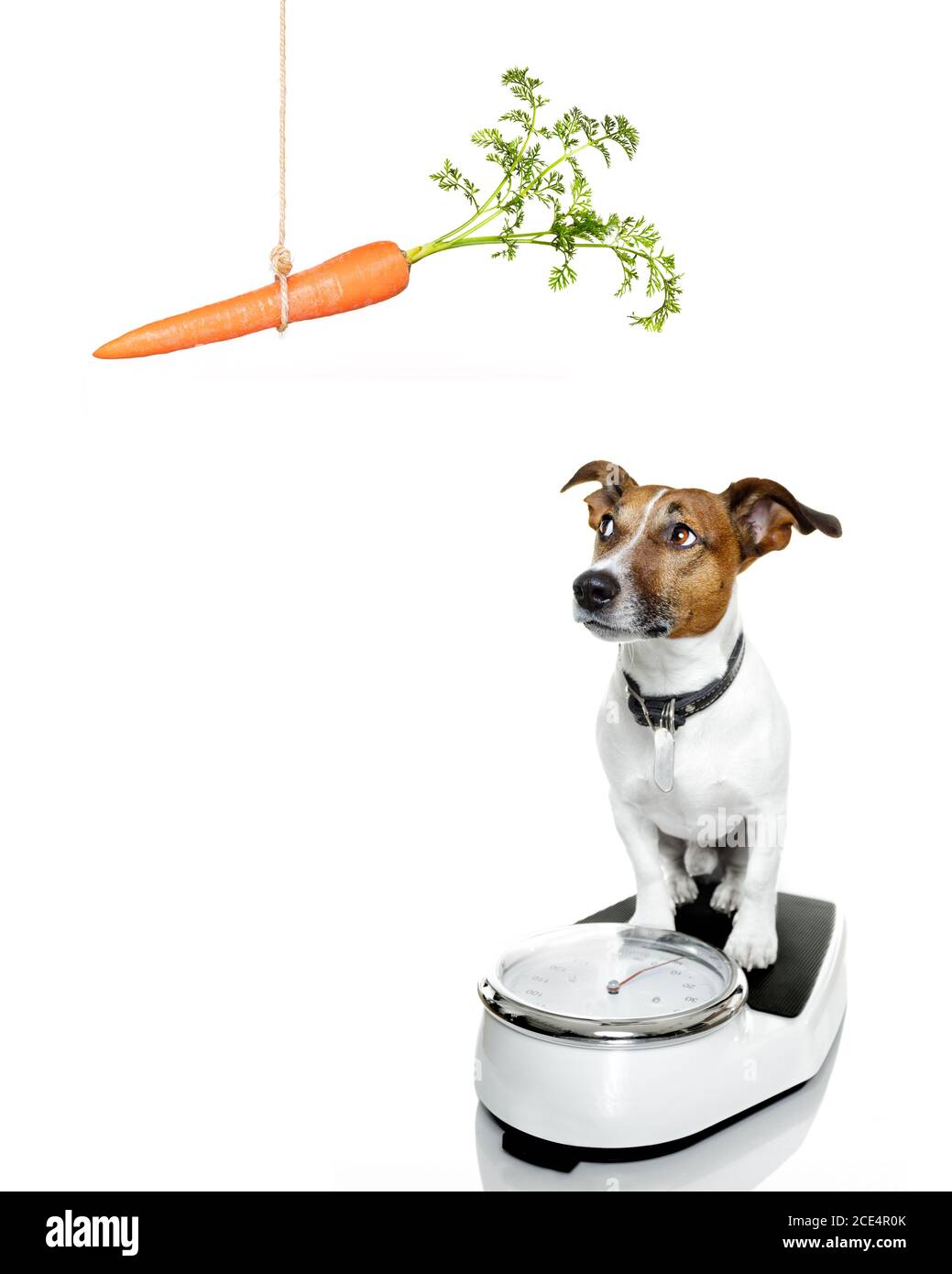 Fat dog scale hi-res stock photography and images - Alamy