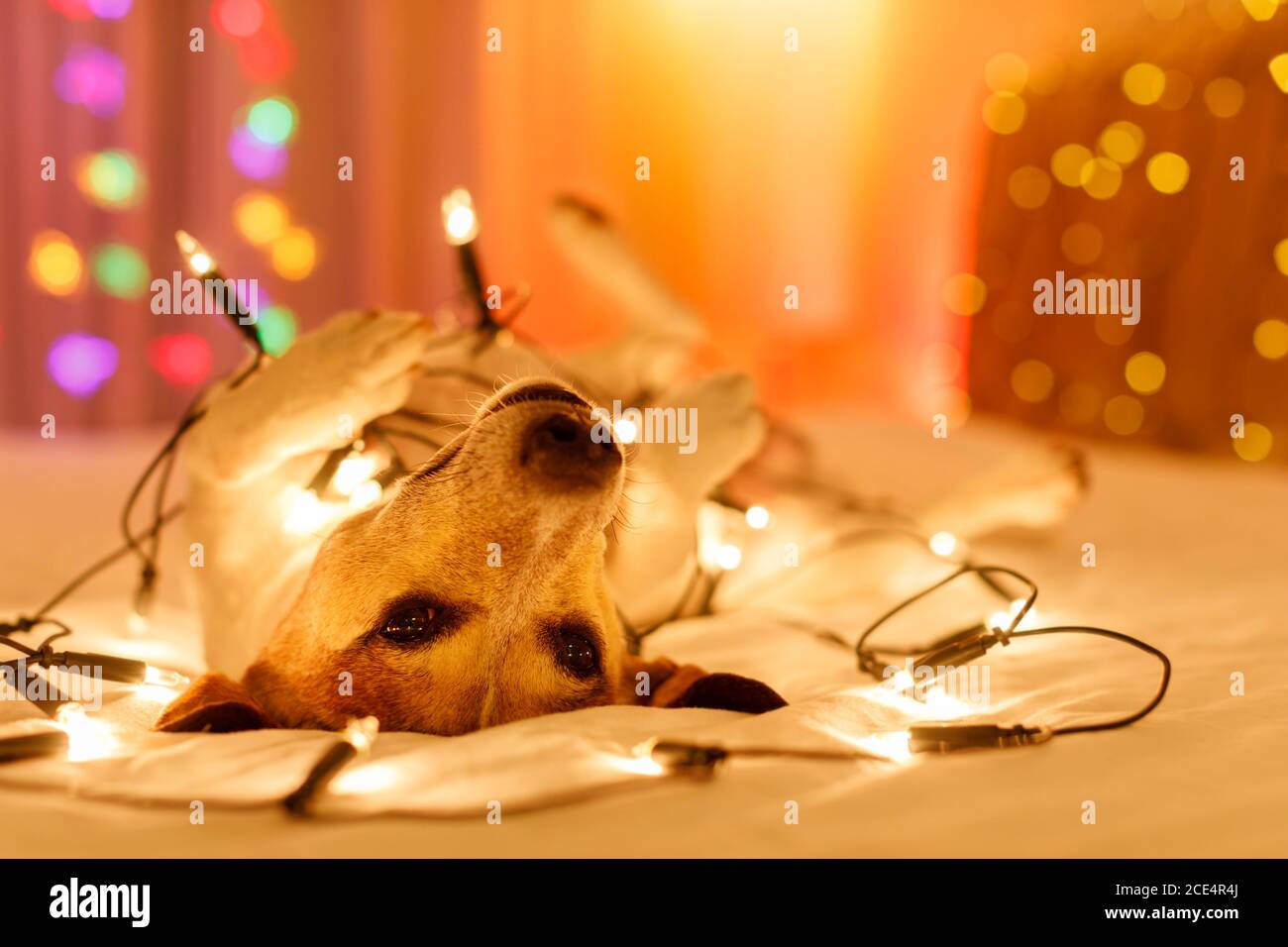 Dog with lights hi-res stock photography and images - Alamy