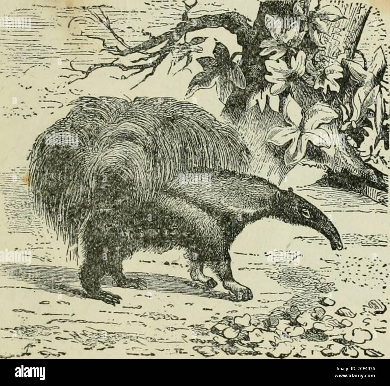 Giant ant eater hi-res stock photography and images - Alamy
