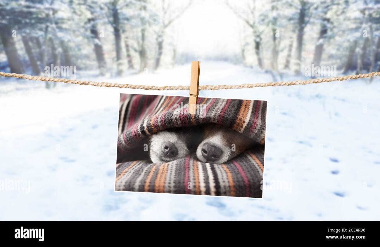 cute photo of dogs on string in winter Stock Photo - Alamy