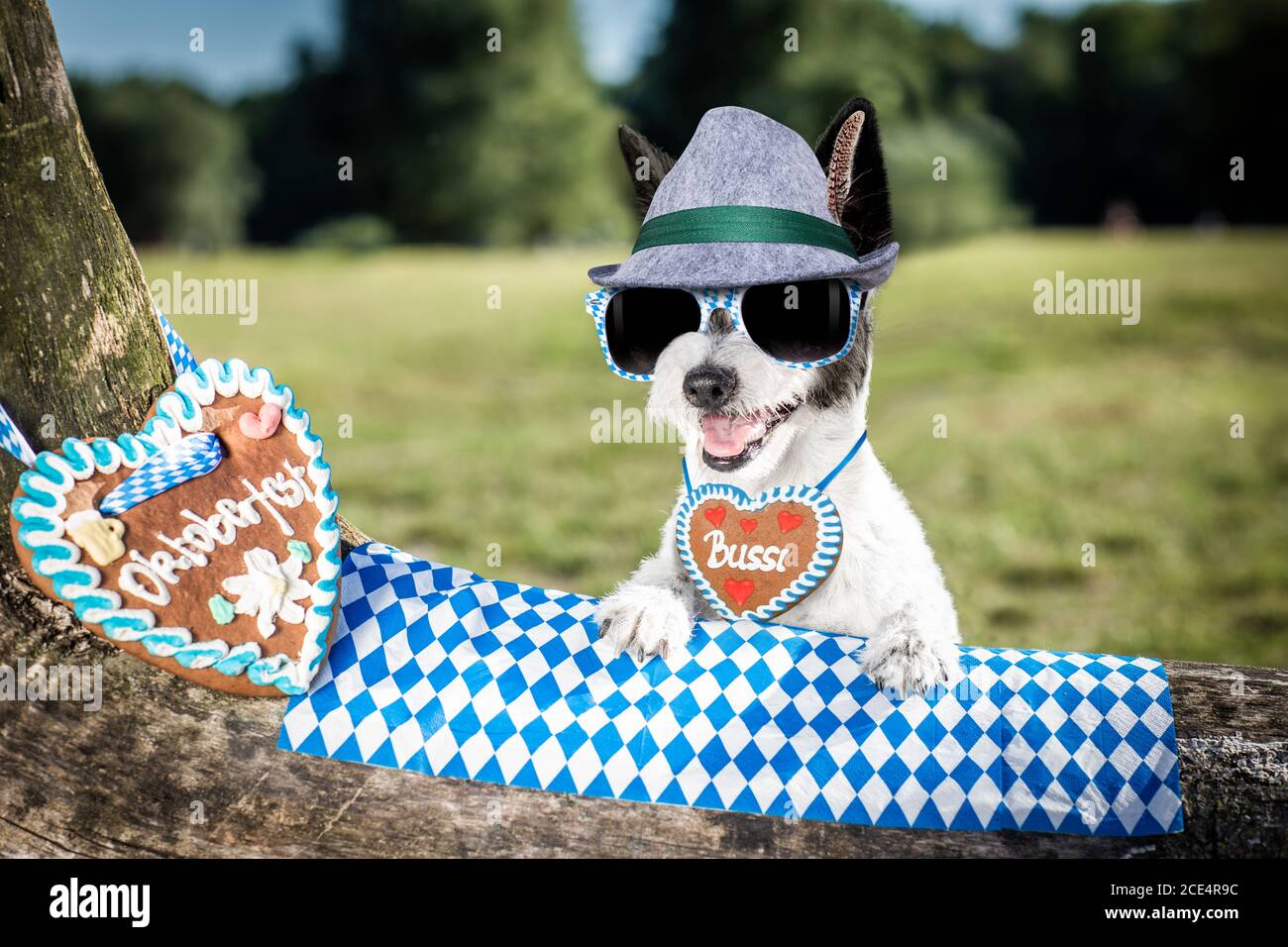 bavarian beer dog Stock Photo - Alamy