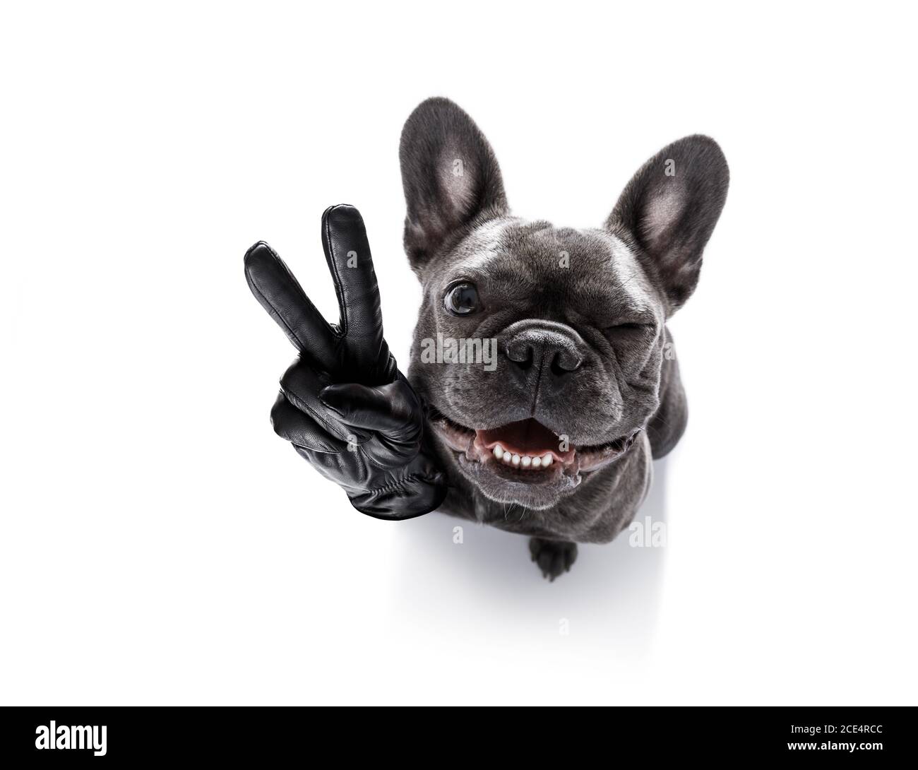 cool curious dog looks up Stock Photo - Alamy