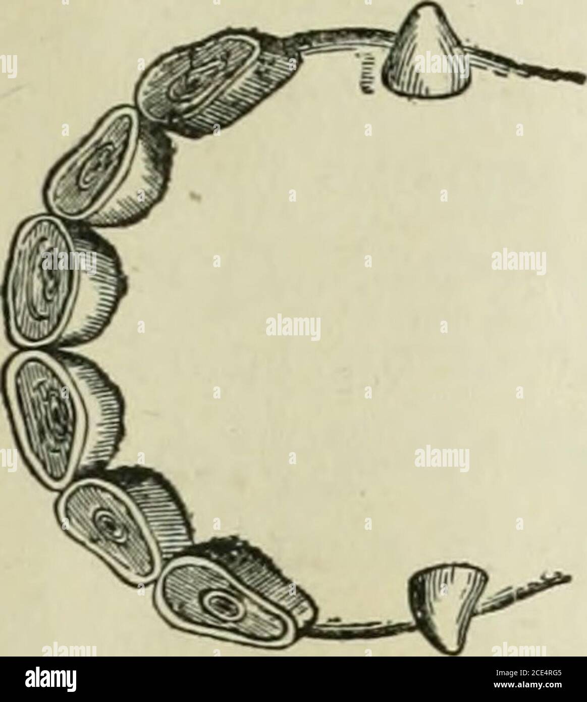 . Beginners' Zoology . Fig. 349.—Armadillo. Fig. 354.—Ant-eater (Fig ...