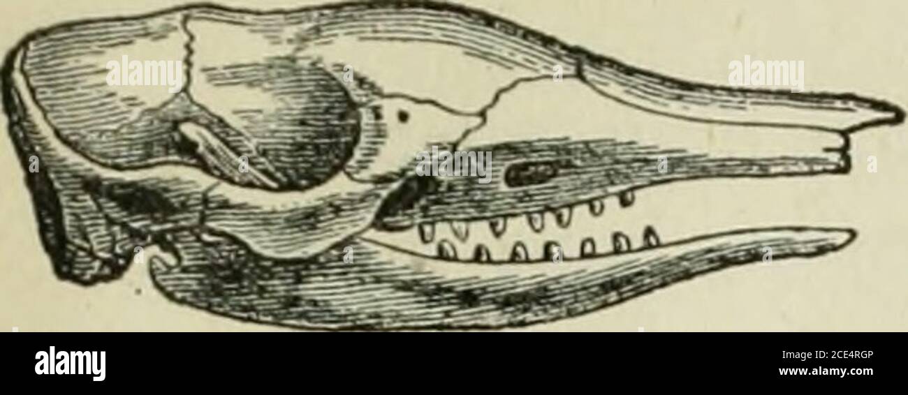 . Beginners' Zoology . Fig. 345. —Rabbit.A, B, incisors; C, molars jj ...