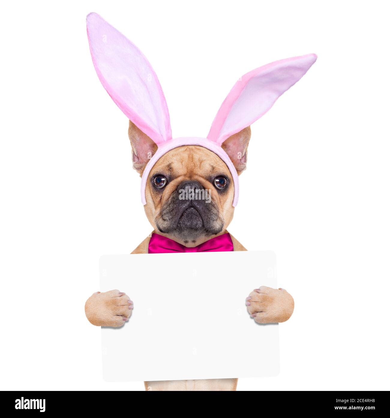 Bunny bulldog hi-res stock photography and images - Alamy