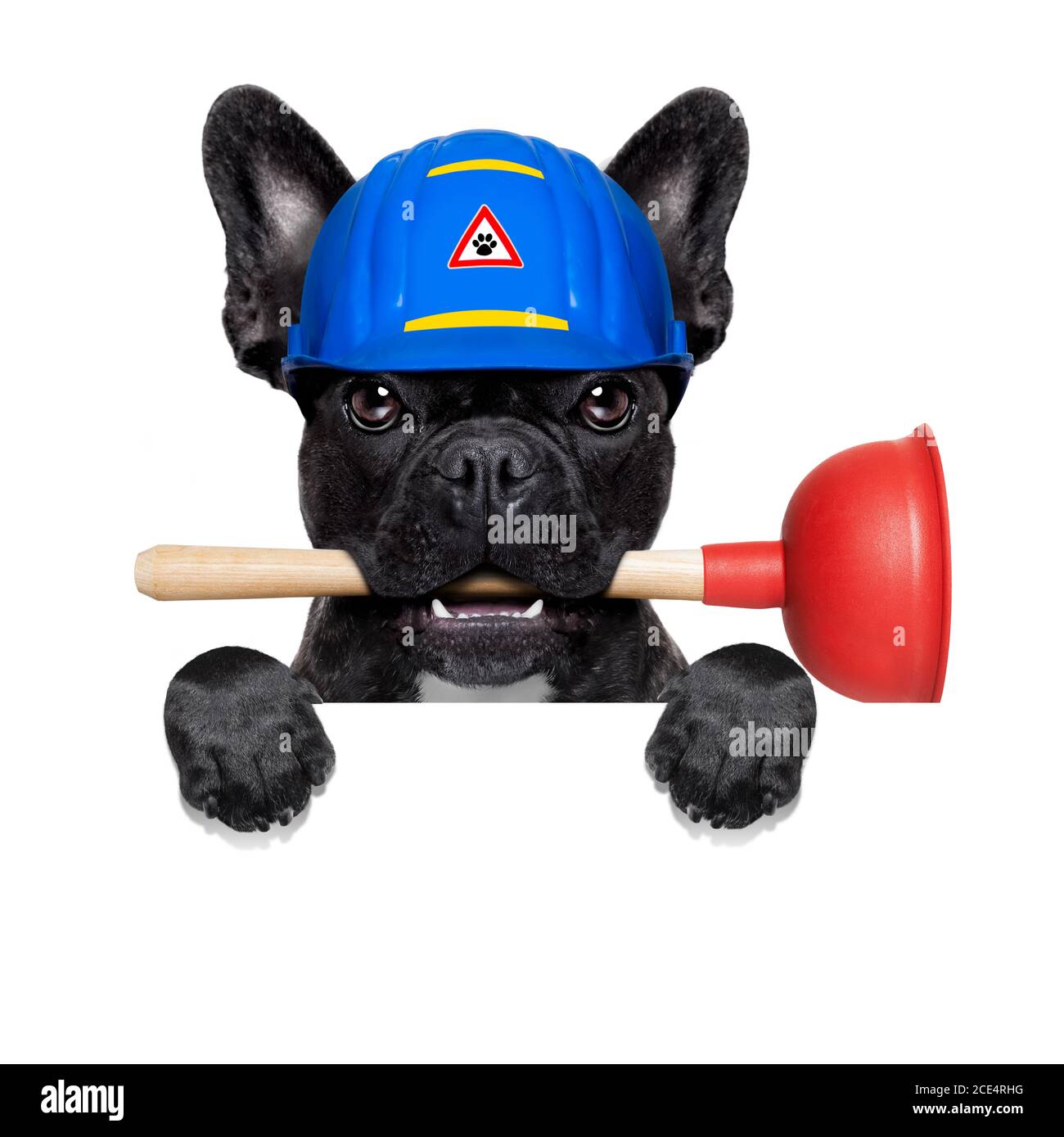 plumber dog with plunger Stock Photo - Alamy