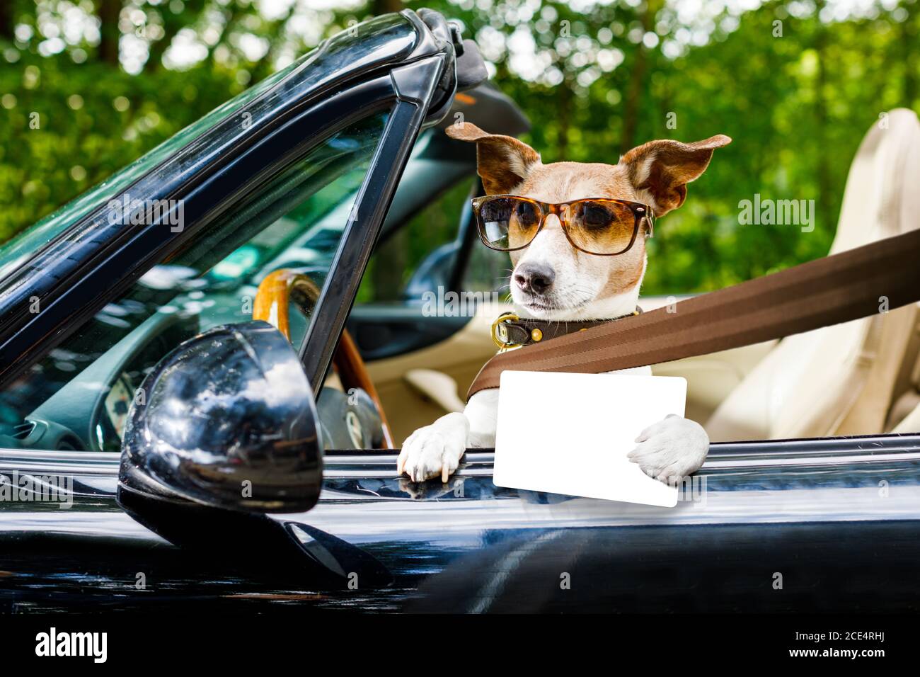 dog drivers license driving a car Stock Photo - Alamy