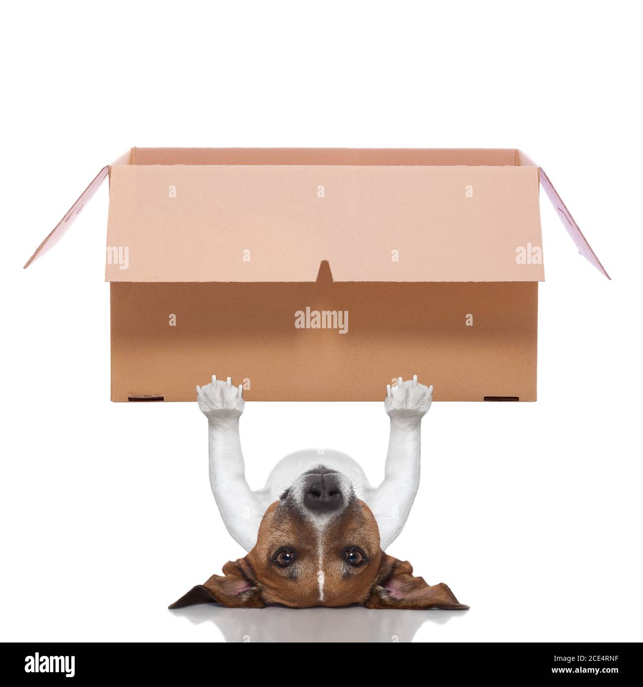 moving box dog Stock Photo - Alamy