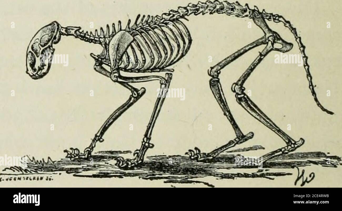 Vertebral Column Of Cat