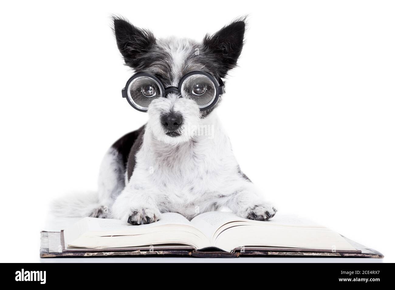 dog reading books Stock Photo - Alamy