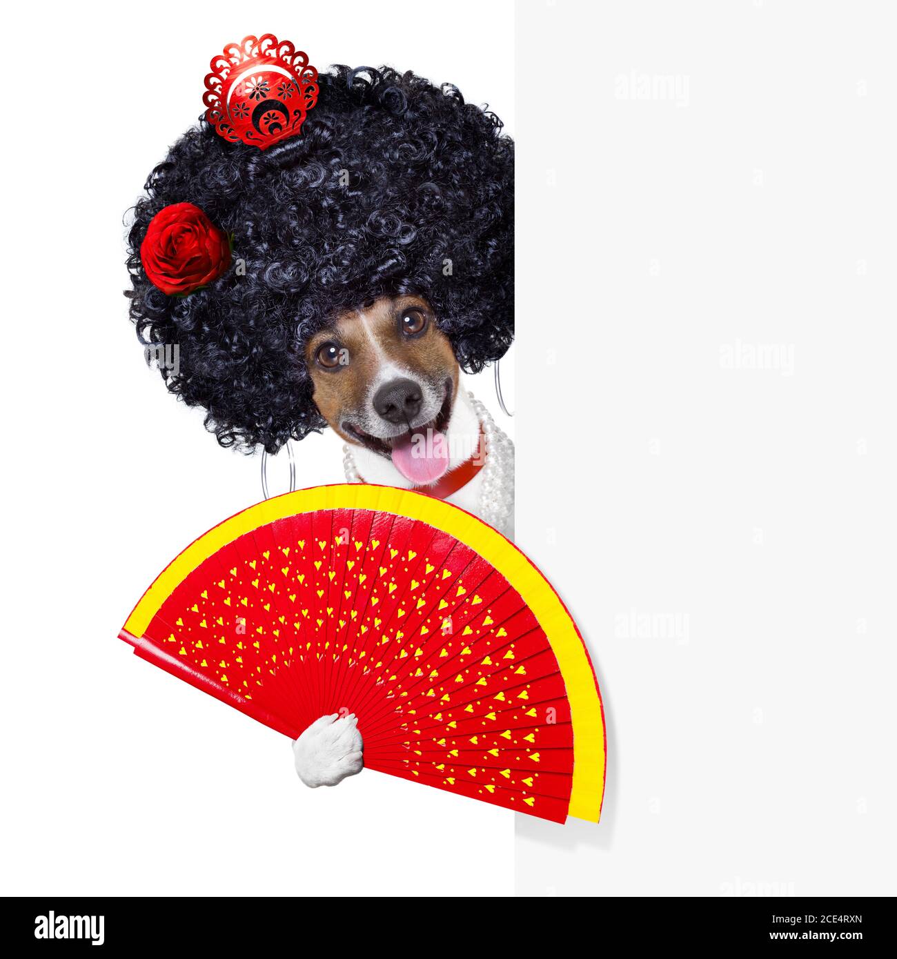 Spain dog Cut Out Stock Images & Pictures - Alamy
