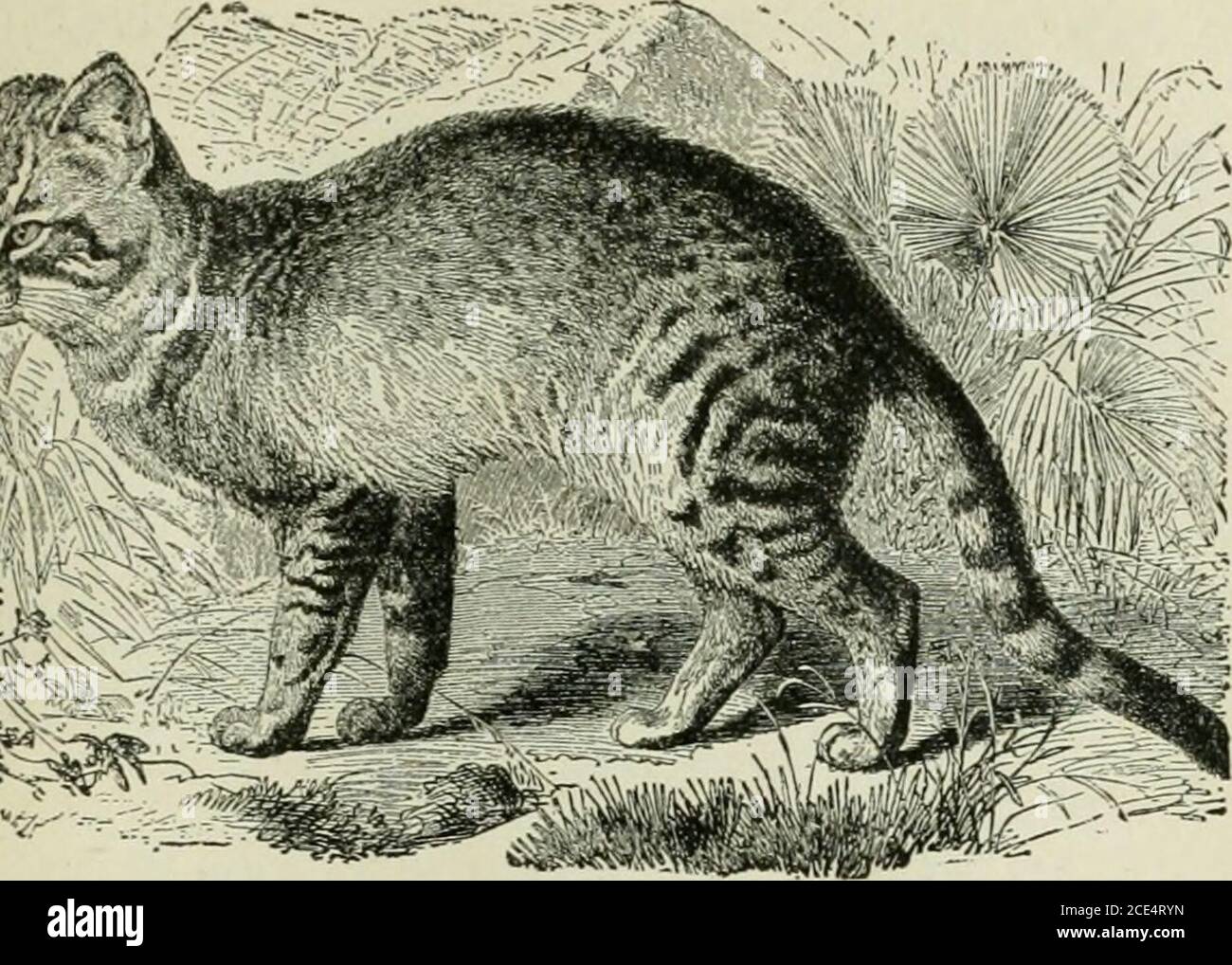 Half Cat Half Rabbit