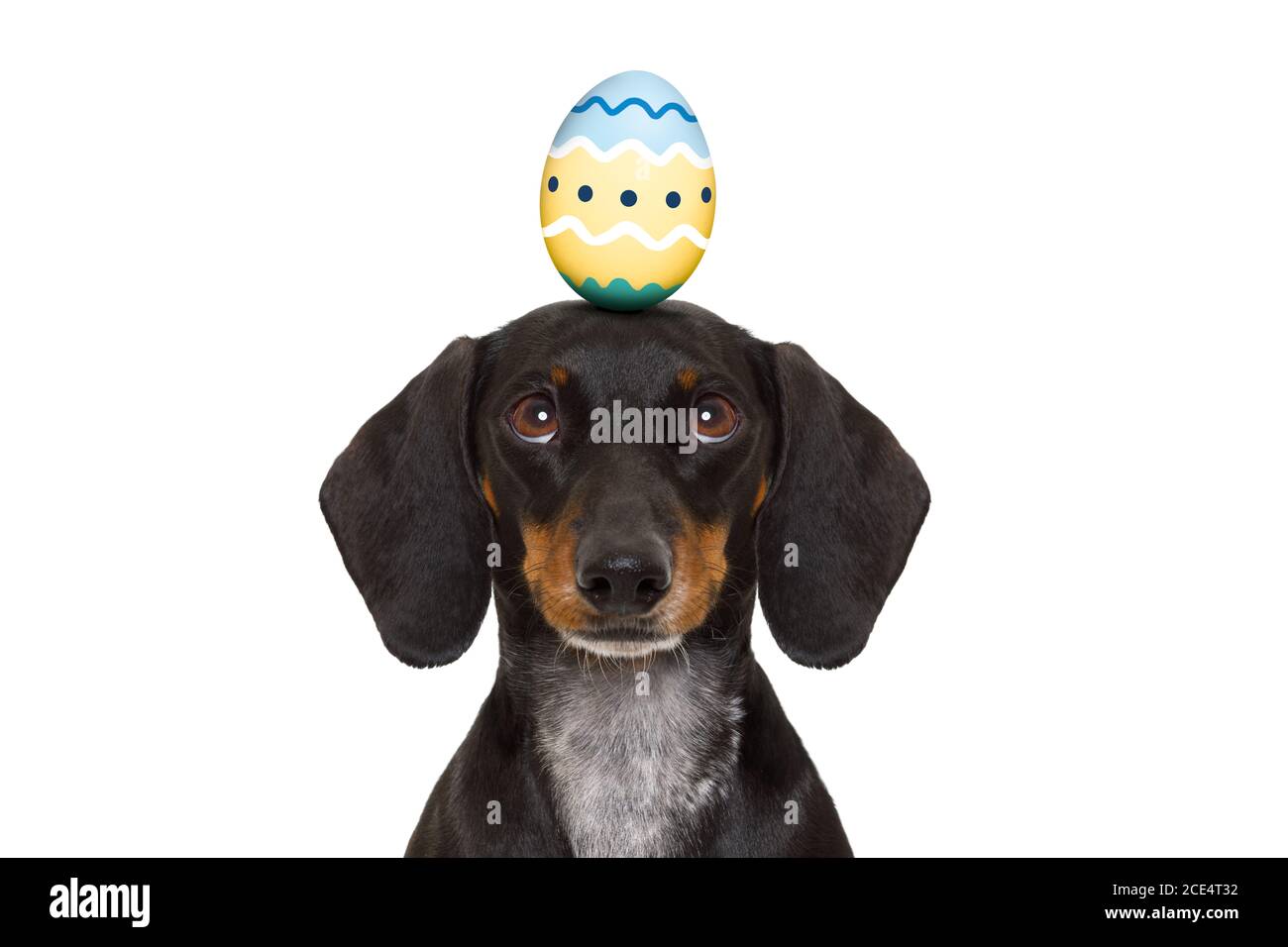 easter bunny dog with egg Stock Photo - Alamy