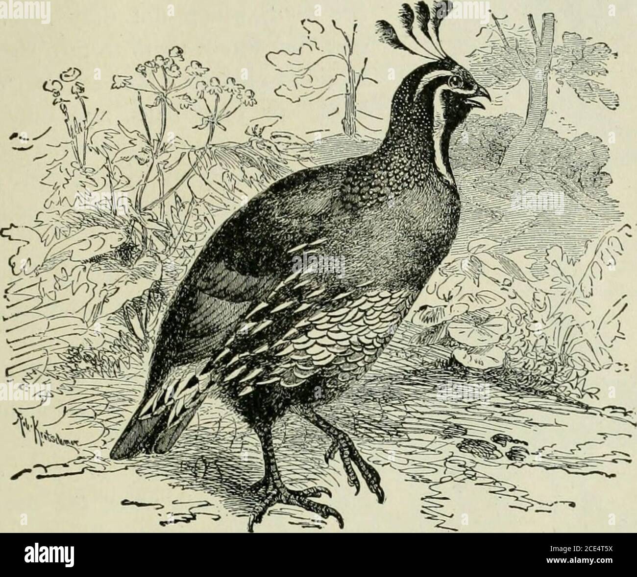 Bull bat hi-res stock photography and images - Alamy