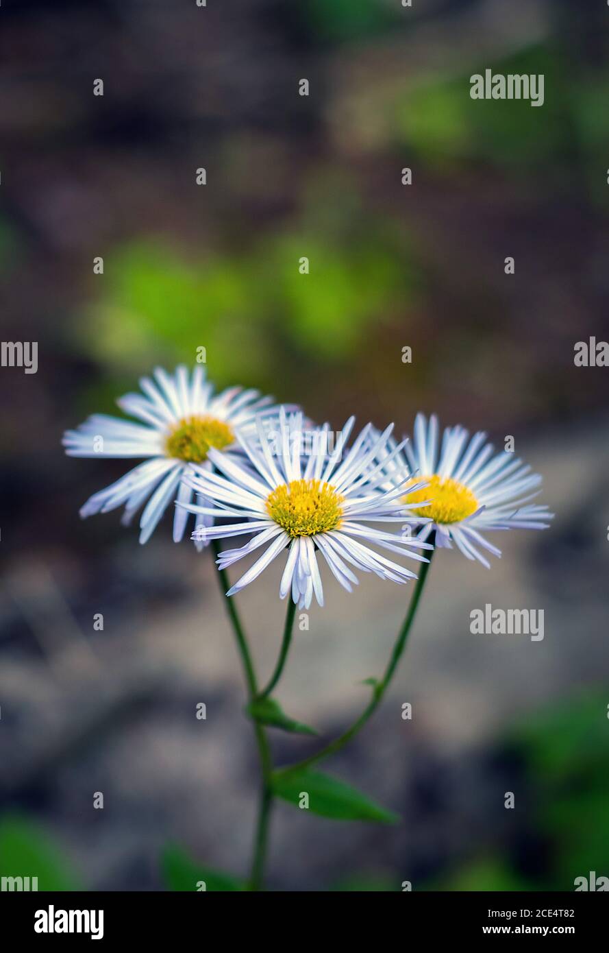 August 30, 2020: Late summer Engleman Aster wildflowers along the ...