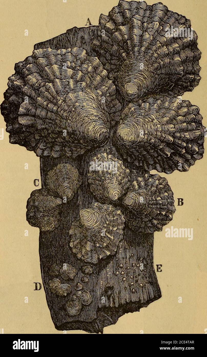 Malformed fish hi-res stock photography and images - Alamy