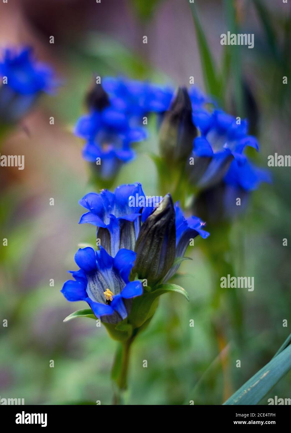 August 30, 2020: Late summer Mountain Gentian wildflowers along the ...