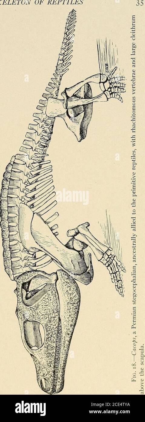 Articulated backbone hi-res stock photography and images - Alamy