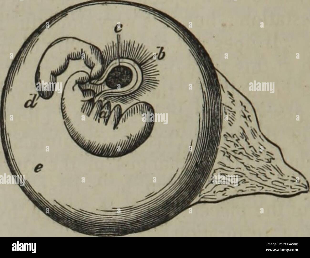 Pig embryo human hi-res stock photography and images - Alamy