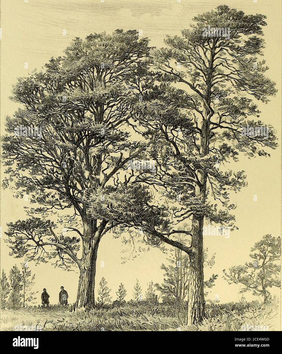 . The chiefs of Grant. Memoirs (Correspondence. - Charters.) [With ...
