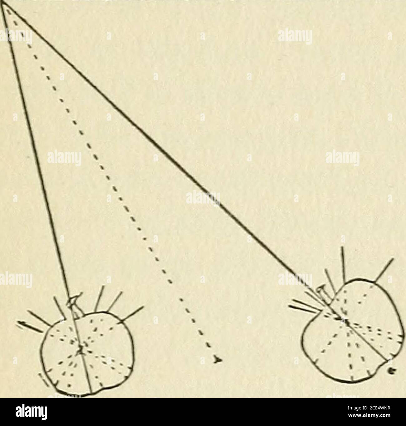 . Our senses series; . Fig. 5. simultaneous excitation of these two ...