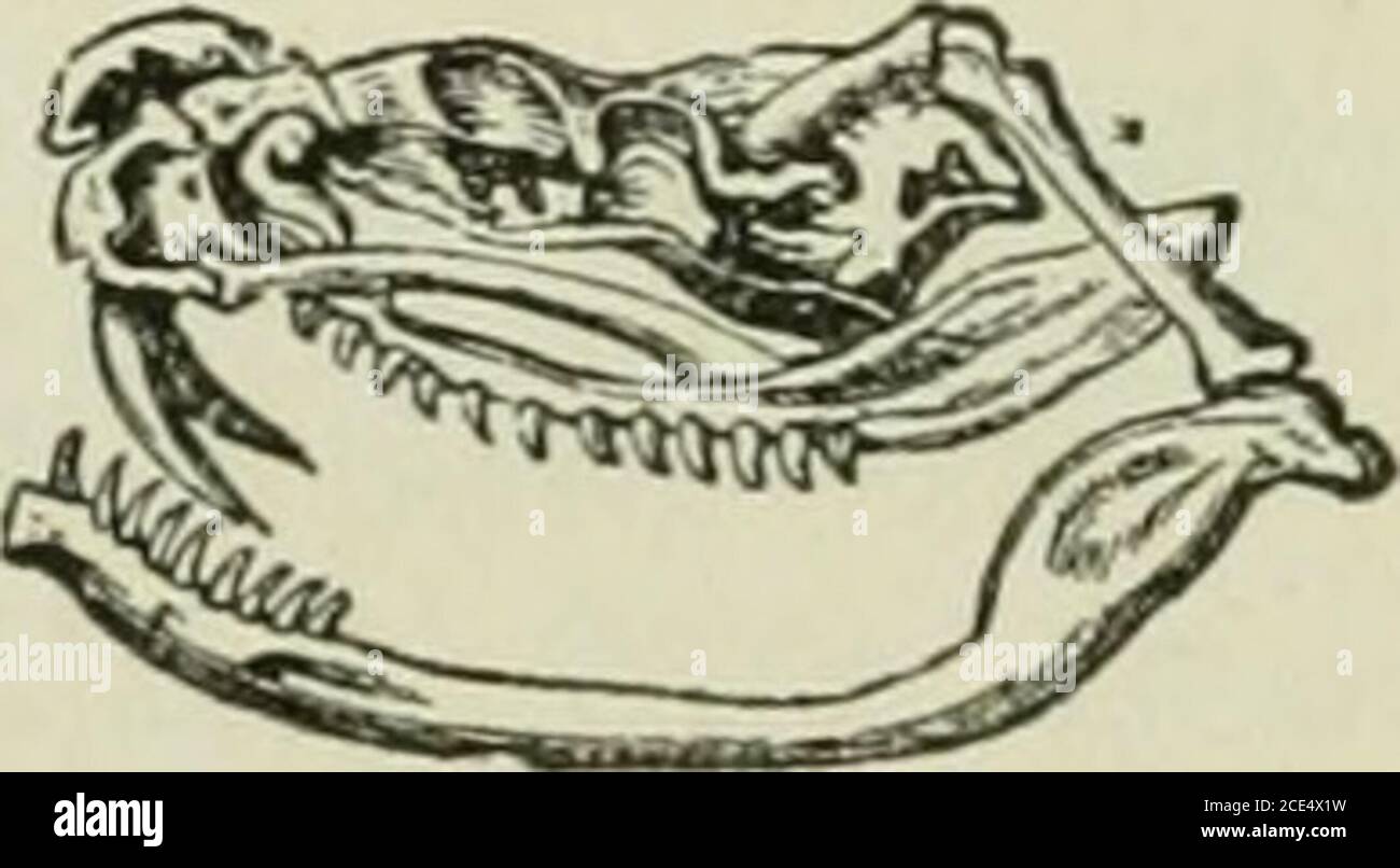 . Beginners' Zoology . Fig. 274. —ViPFis Head,showing poison sac atbase ...