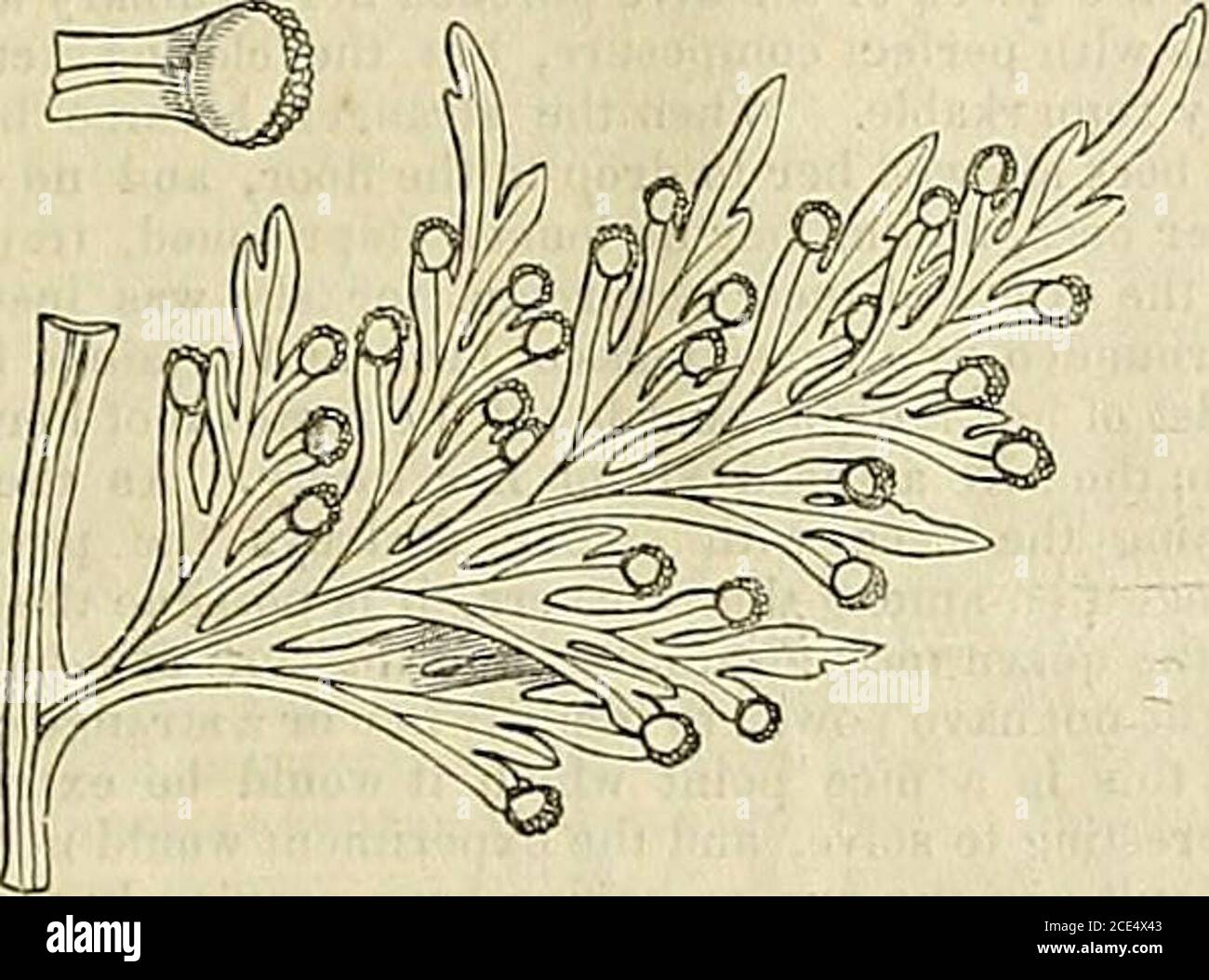 . The Gardeners' Chronicle and Agricultural Gazette . uM, Presl. Fronds ...